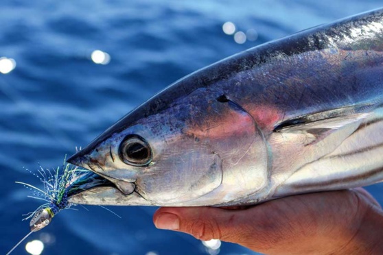Catching Albacore and Skipjack Tuna - The Fishing Website