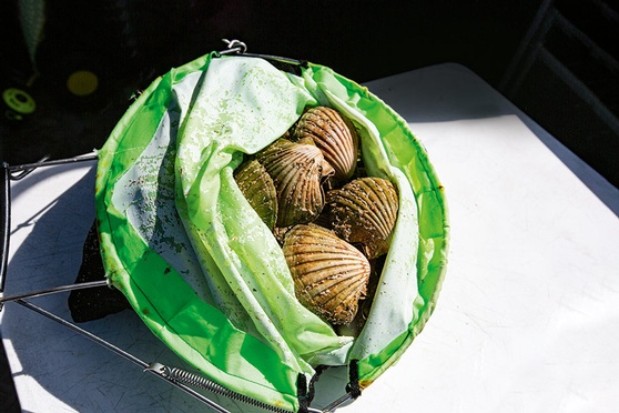 NZ Scallops Part 2: Distribution and Breeding - The Fishing Website