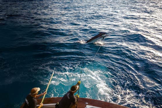 Netting or gaffing your catch (Part 3) - The Fishing Website