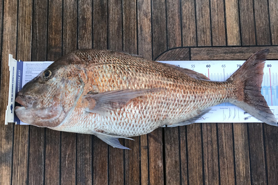 DB Export NZ Fishing Comp Lucky Draw - The Fishing Website