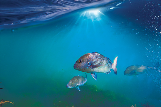 Dawn vs Dusk: What's the best time to Fish? - The Fishing Website