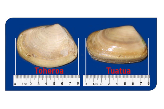 Fines up to $20,000 for collecting toheroa at 90 Mile Beach - The ...