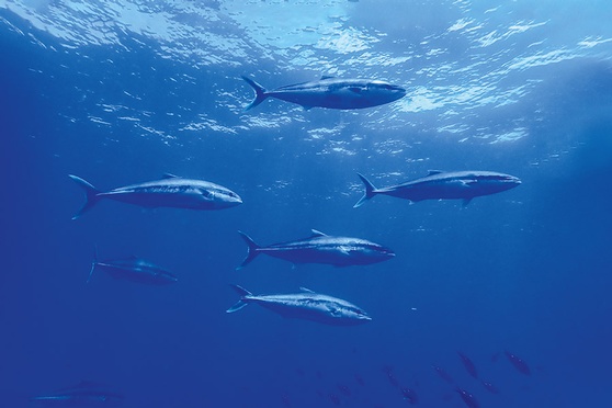 Kingfish Conservation - The Fishing Website