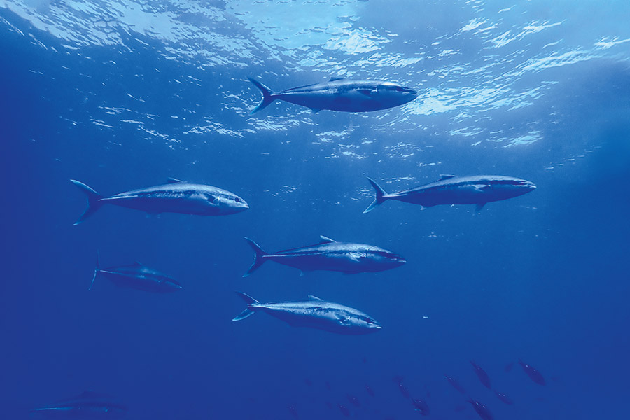 Kingfish Conservation - The Fishing Website