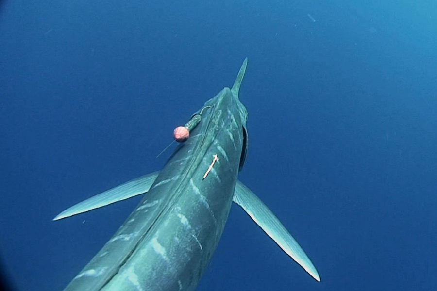 Tagged Marlin Travels 7891NM - The Fishing Website