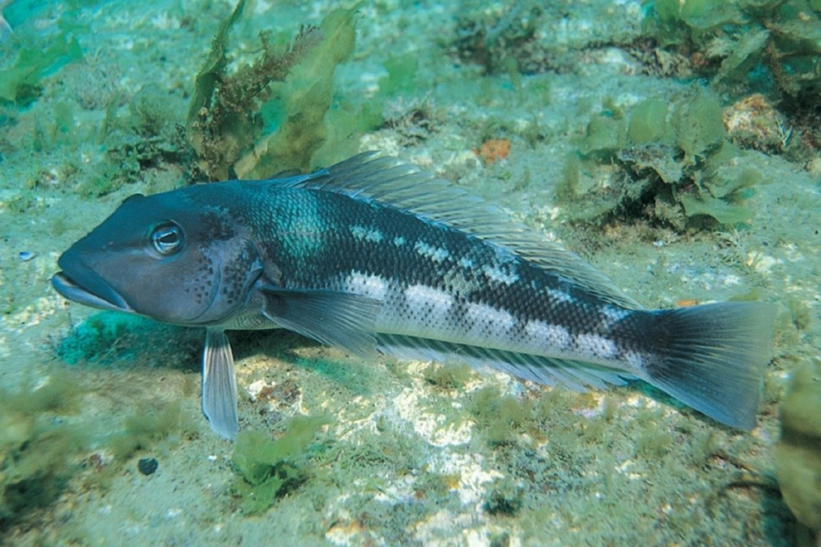 Marlborough Sounds Blue Cod Consultation - The Fishing Website