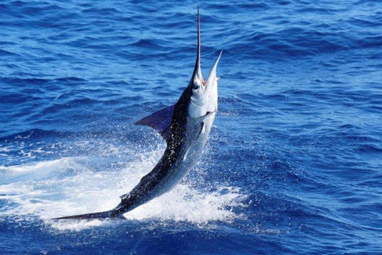 Precision Pak Marlin Storage Bag - The Fishing Website