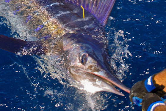 Striped marlin tagging numbers down last season - The Fishing Website