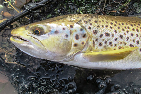 Fishing for trout in summer - The Fishing Website