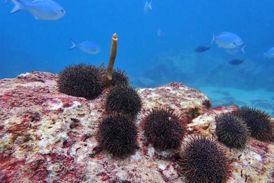 Northland Crayfish and Urchin Barren Proposals - The Fishing Website