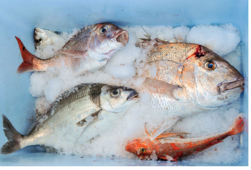 Why it's Best to Target a Variety of Fish - The Fishing Website