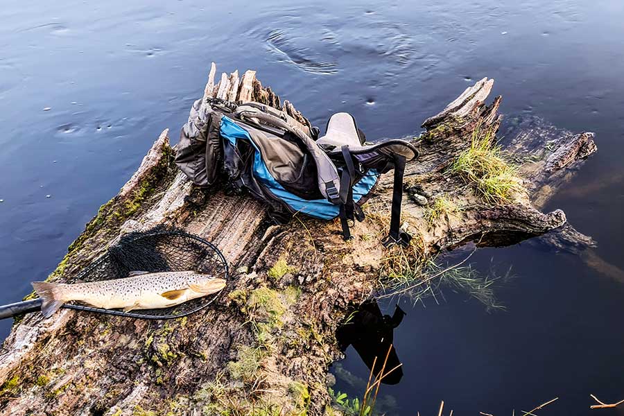 Fishing Swamps for Brown Trout - The Fishing Website