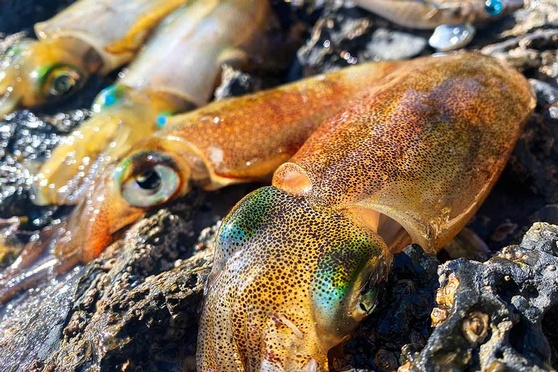 Early Season Eging - The Fishing Website