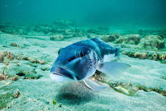 National Blue Cod Strategy Update - The Fishing Website