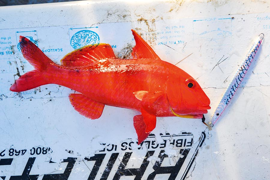 Fishing for Goatfish - The Fishing Website