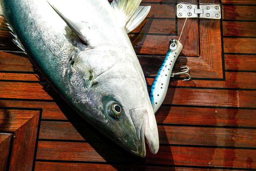 Kingfish - How Smart Are They - The Fishing Website