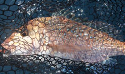 BSafe – A New Generation Of Fish-Safe Nets - The Fishing Website