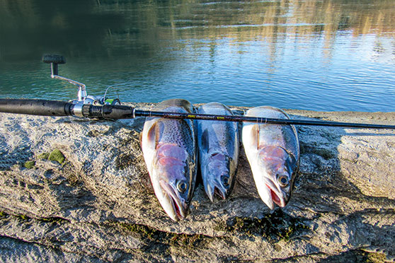 Spring Trout fishing in Otago - The Fishing Website