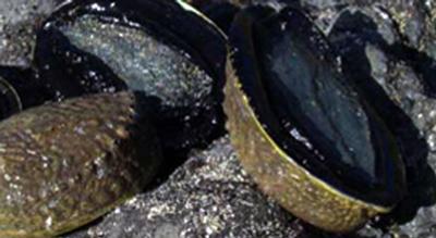 Taking paua costs Southland diver his boat and over $8,000. - The ...
