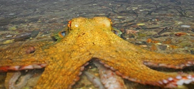 Big Angry Fish - Defeated by the Harbour Monsters - The Fishing Website