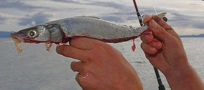 Big Angry Fish – Island Snapper and Smoking Kingfish - The Fishing Website