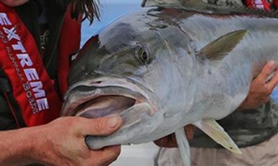 Big Angry Fish - Springtime Kingfish at Mayor Island - The Fishing Website
