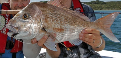 Big Angry Fish - Flyfishing for Snapper - The Fishing Website