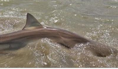 Big Angry Fish - Shark Fishing - The Fishing Website