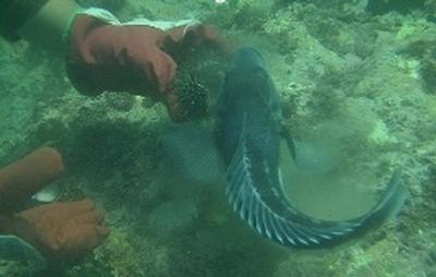 New Akaroa marine reserve opened - The Fishing Website