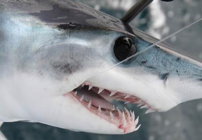 Proposal to Speed up Shark Finning Ban - The Fishing Website