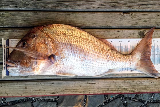 New season of DB Export NZ Fishing Comp off to a flying start - The ...