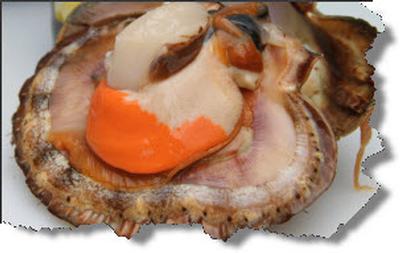 Toxic shellfish warning in place from Tairua to Pukehina - The Fishing ...