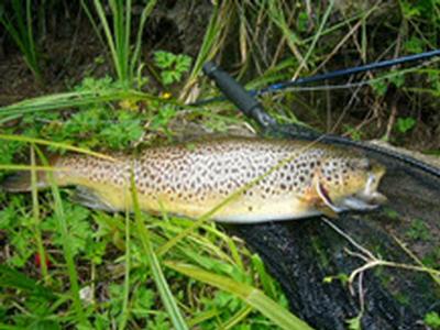 Trout fishing in Awakino river threatened by oil spill - The Fishing ...