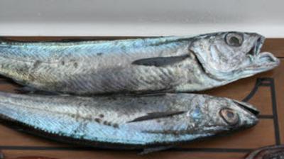 Hoki fishery rebounds - The Fishing Website