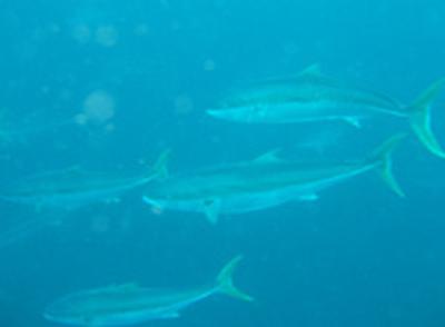 Fish Farming in The Firth of Thames - The Fishing Website