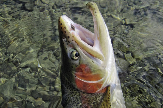 Lure fishing - why lure size matters - The Fishing Website