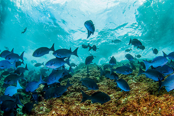 Bluefish (Girella Cyanea) Profile - The Fishing Website