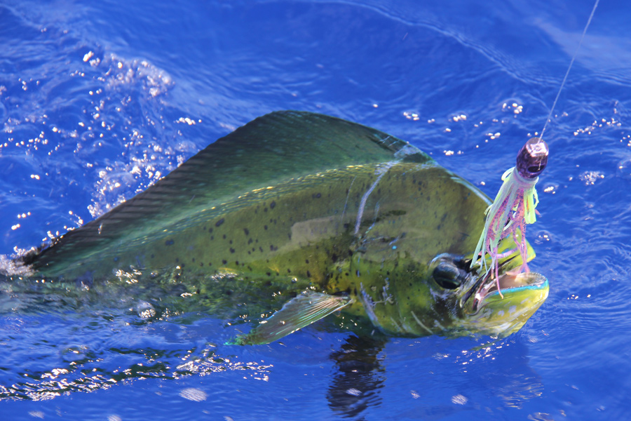 Fishing Samoa - The Fishing Website