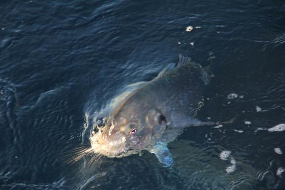 DB Export NZ Fishing Comp off to a great start - The Fishing Website