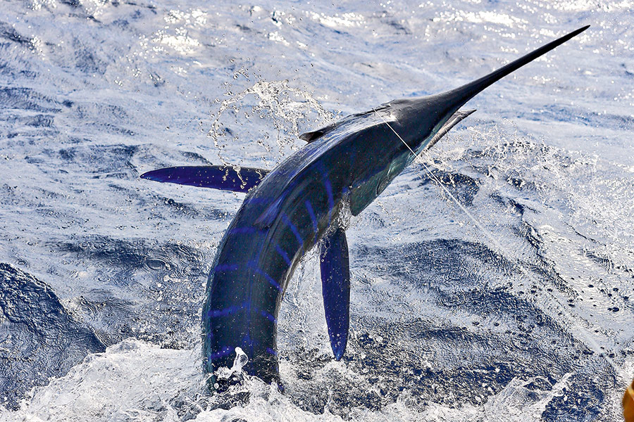 Mark Kitteridge's Top Ten Local Species Part 1 - The Fishing Website