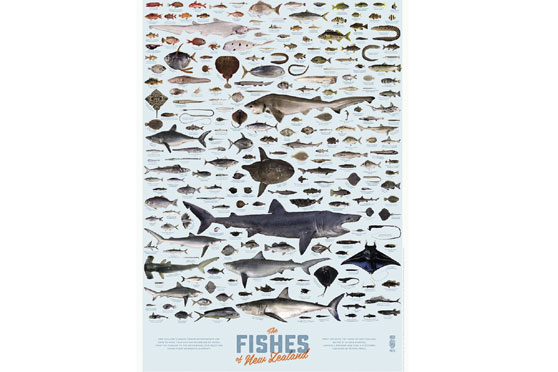 Fishes of NZ poster - The Fishing Website