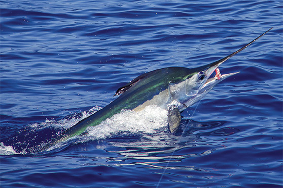 Catching, preparing and processing marlin baits - The Fishing Website