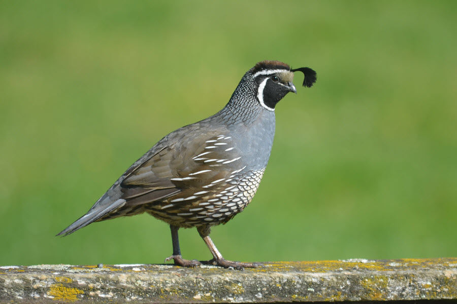 Quail to star on F&G Stamp - The Fishing Website