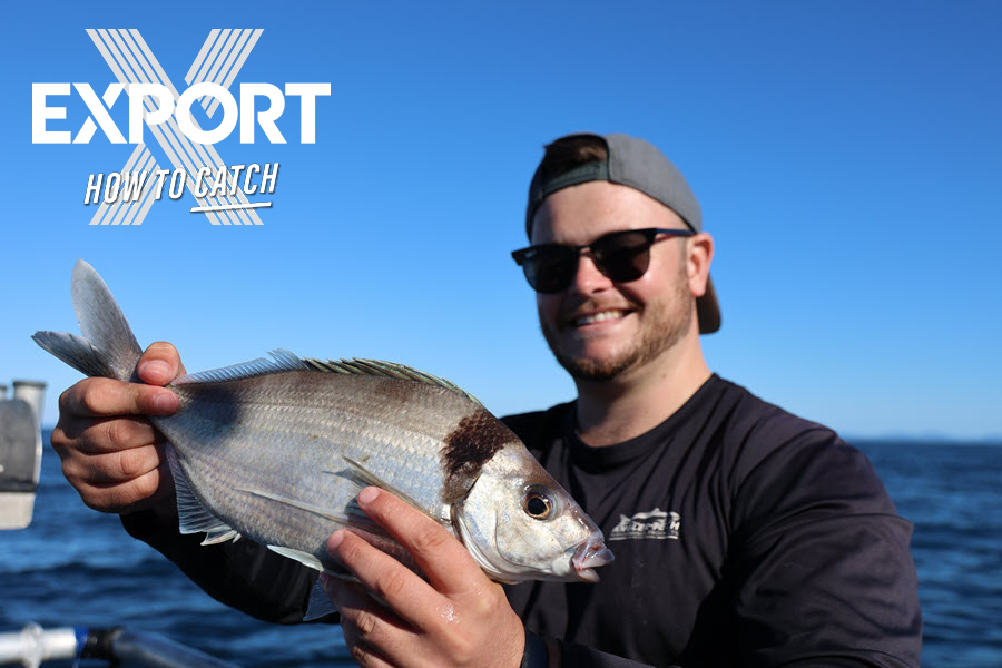 How to Catch: Tarakihi & Hapuku - The Fishing Website