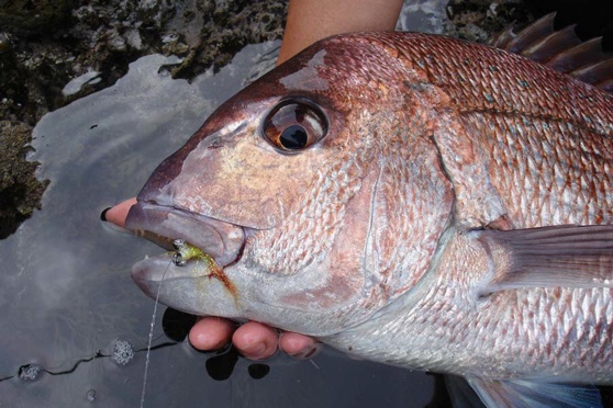 Snapper on Lures - Fishing The Drop - The Fishing Website