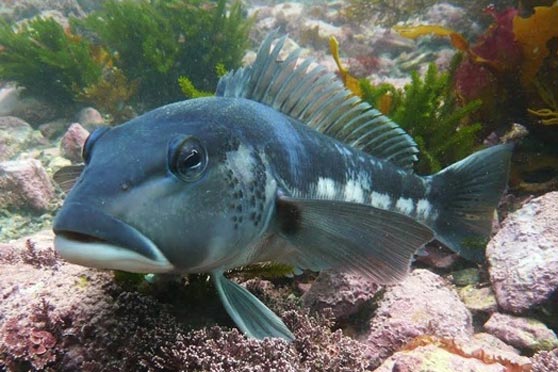 National Blue Cod Strategy feedback announced - The Fishing Website