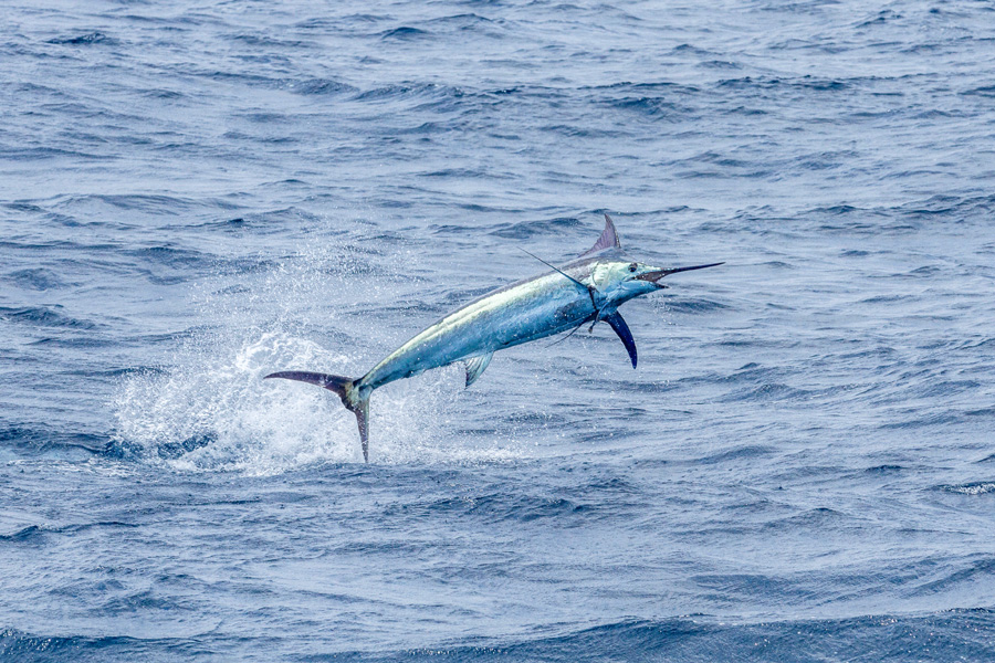 SIGFA Announces 2025 International Tournament for April 2025 - The ...