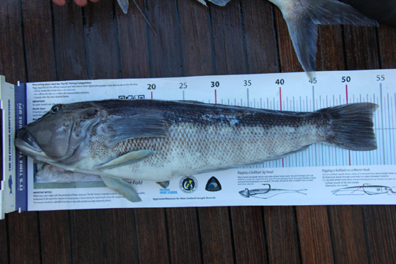 Catching blue cod this summer? Check out the new rules - The Fishing ...