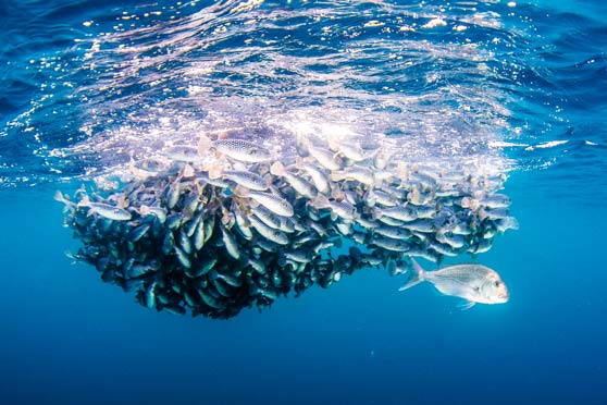 What to do if you catch an unusual fish - The Fishing Website