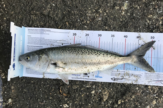 DB Export NZ Fishing Competition October Update - The Fishing Website